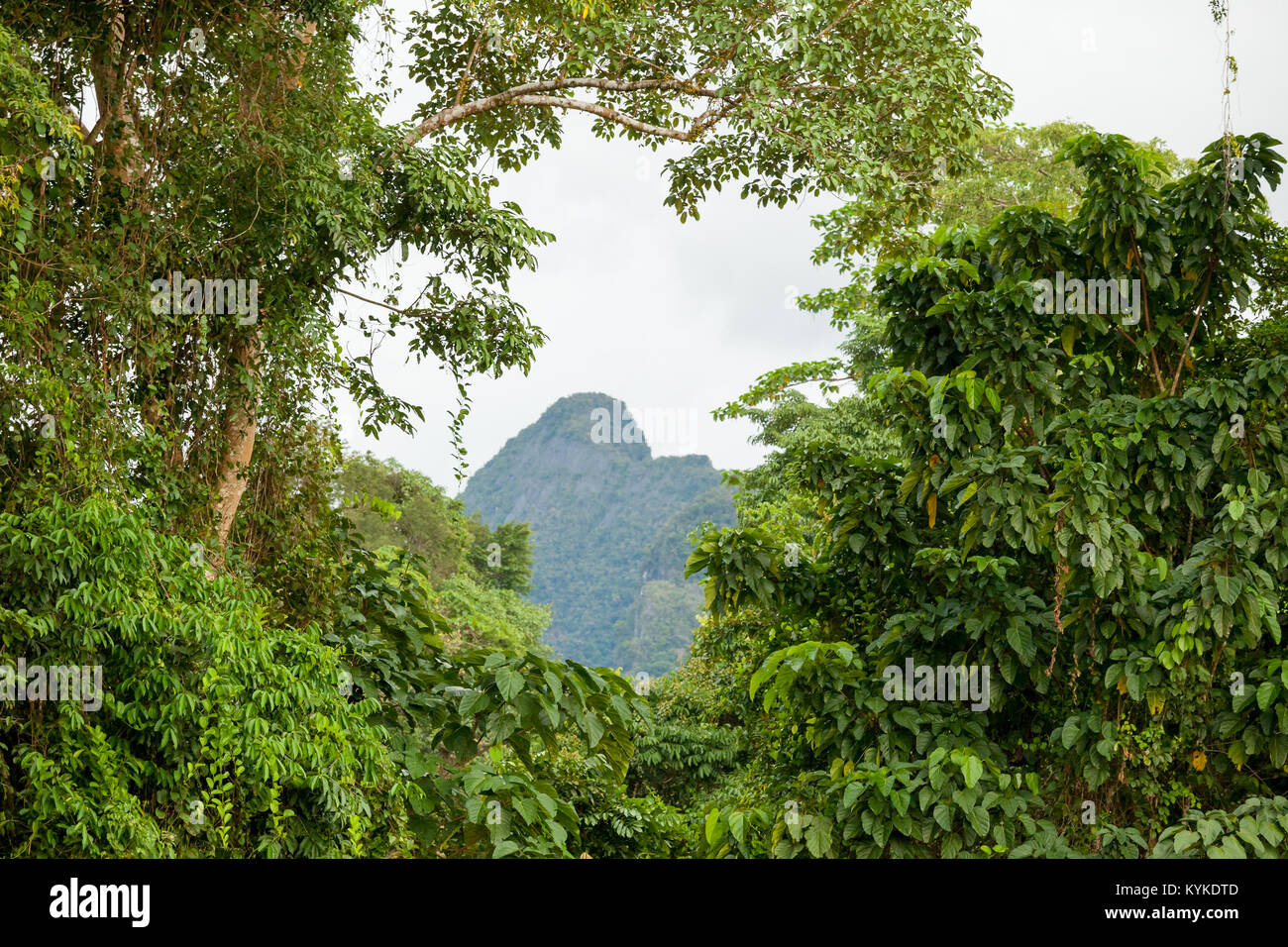 Exotic rainforest landscape Stock Photo - Alamy