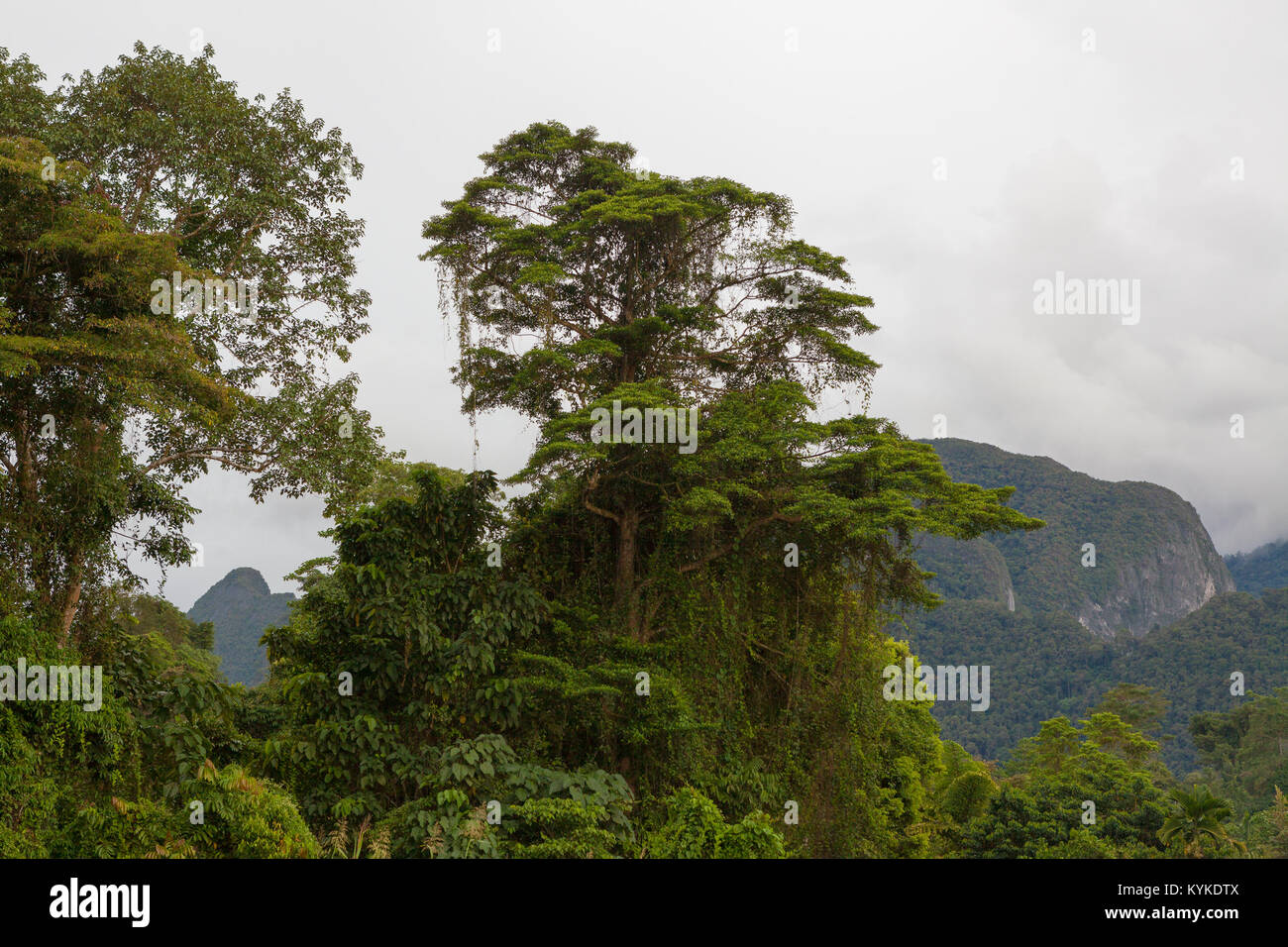 Exotic rainforest landscape Stock Photo - Alamy