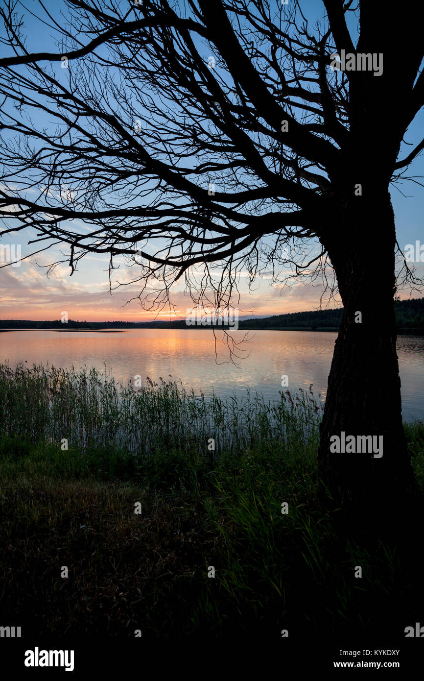 Tree silhouette against sunset lake scenery Stock Photo - Alamy