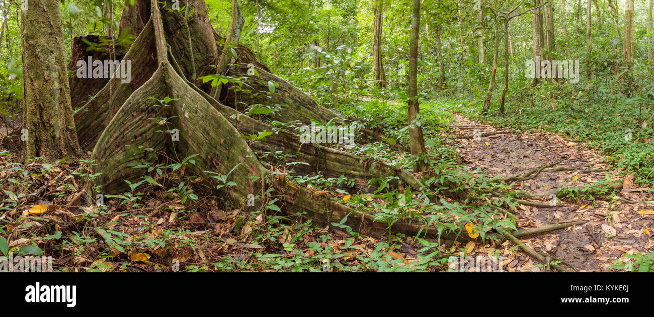 Buttress tree roots in rainforest Stock Photo - Alamy