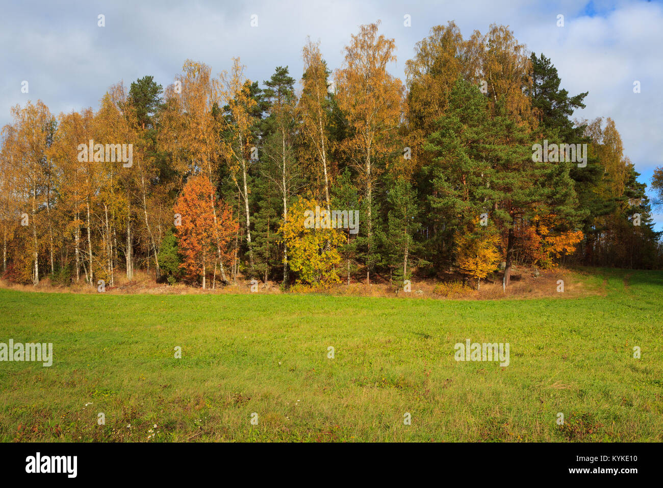 Autumn landscape trees Stock Photo - Alamy
