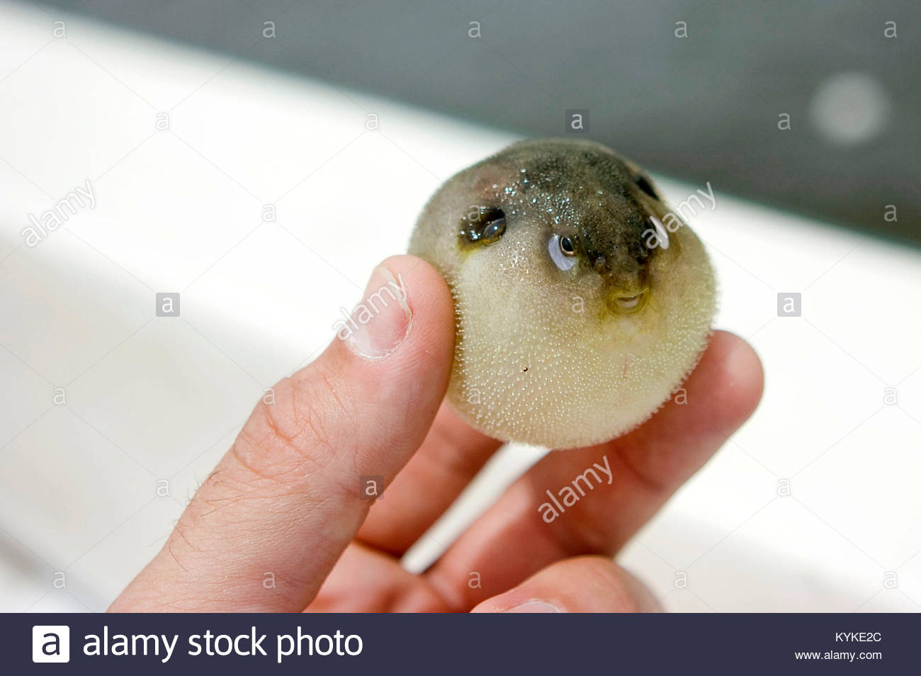 Japanese Blowfish Stock Photos & Japanese Blowfish Stock Images - Alamy