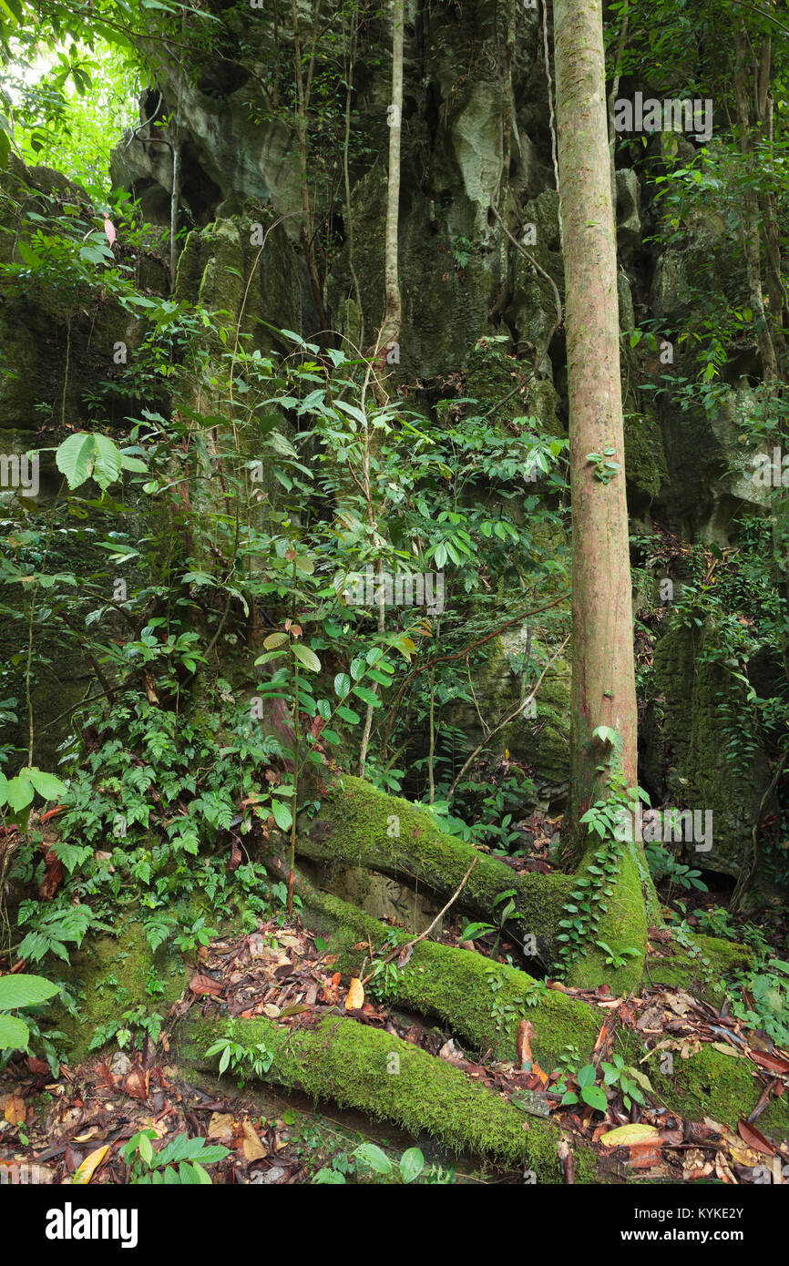 Lush cliff hi-res stock photography and images - Alamy