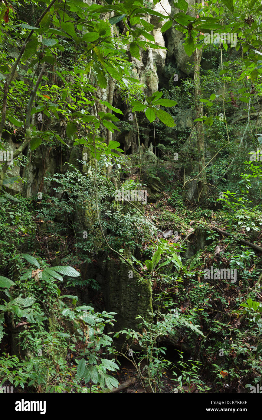 Stone cliff in rainforest Stock Photo - Alamy