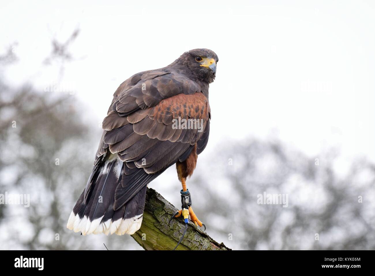 Harris Hawk perching Stock Photo - Alamy