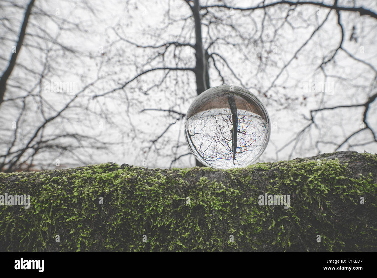 Glass orb on a large branch covered with green moss in the fall in a ...