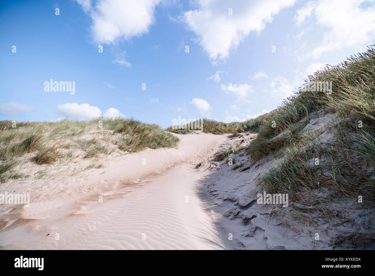 Trail on a Scandinavian beach with lyme grass in the summer under a ...