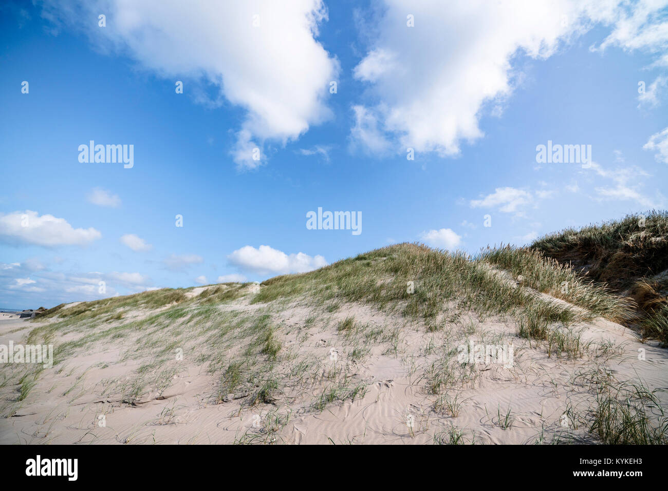 Sand dunes on a nordic beach in the summer with lyme grass under a blue ...