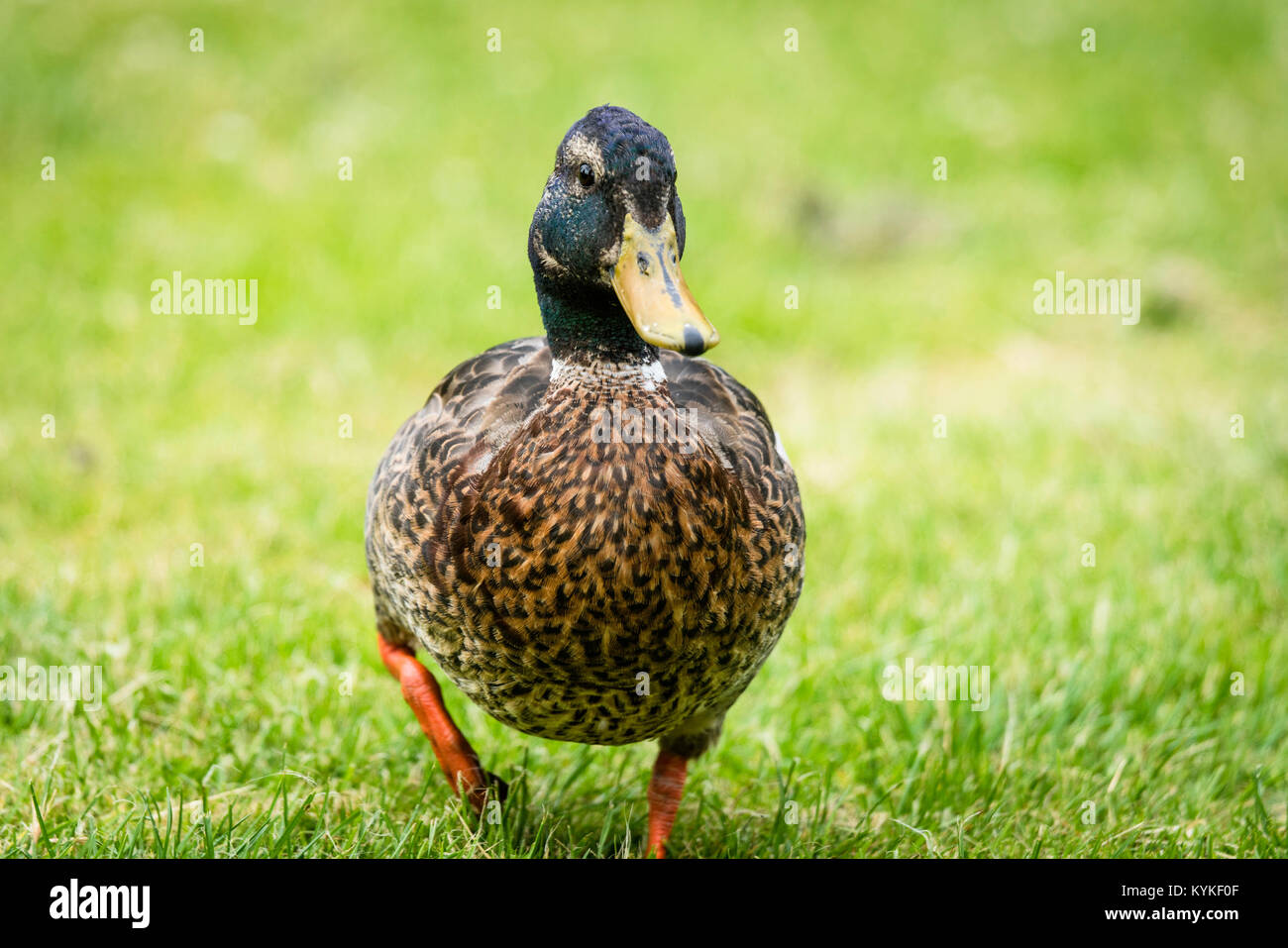 Biggest Duck In The World