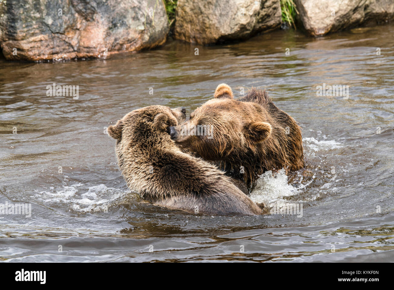 Bears fighting over fish in a river in the spring in a serious battle ...