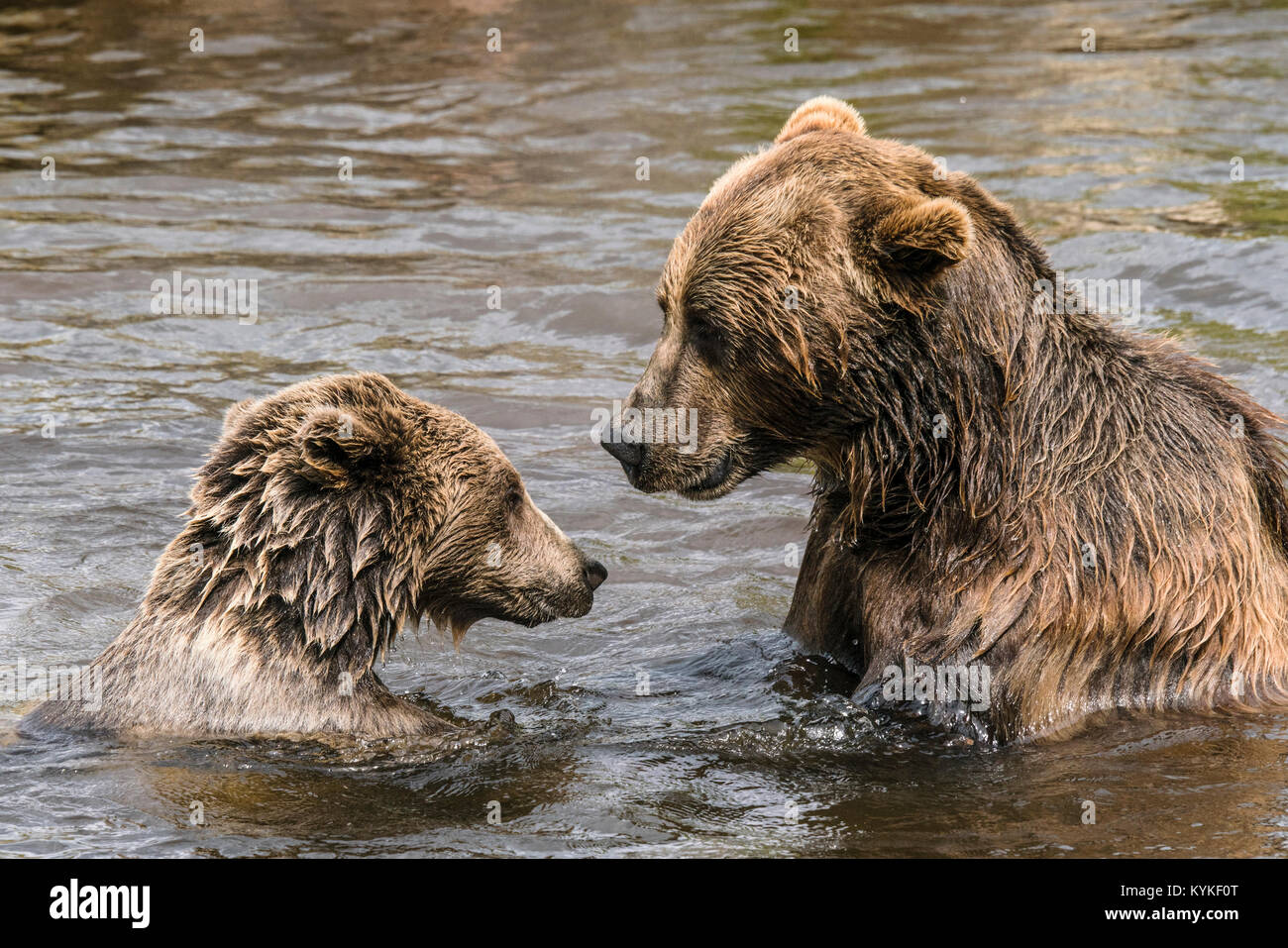 Two bears having a serious conversation in a river with wet fur Stock ...