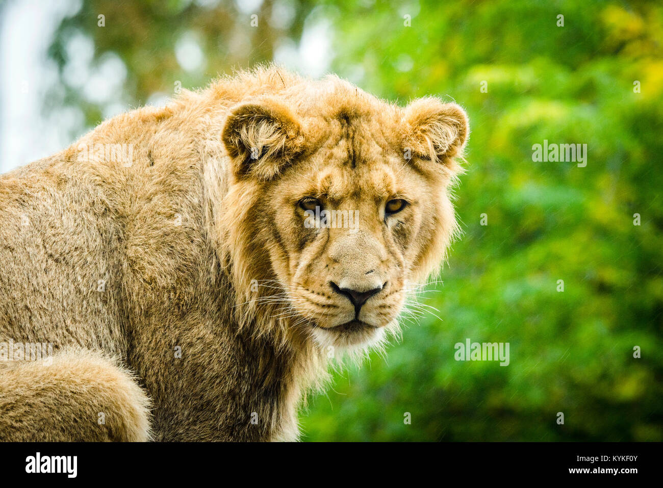 Lion looking hungry in the rain with green nature in the background ...