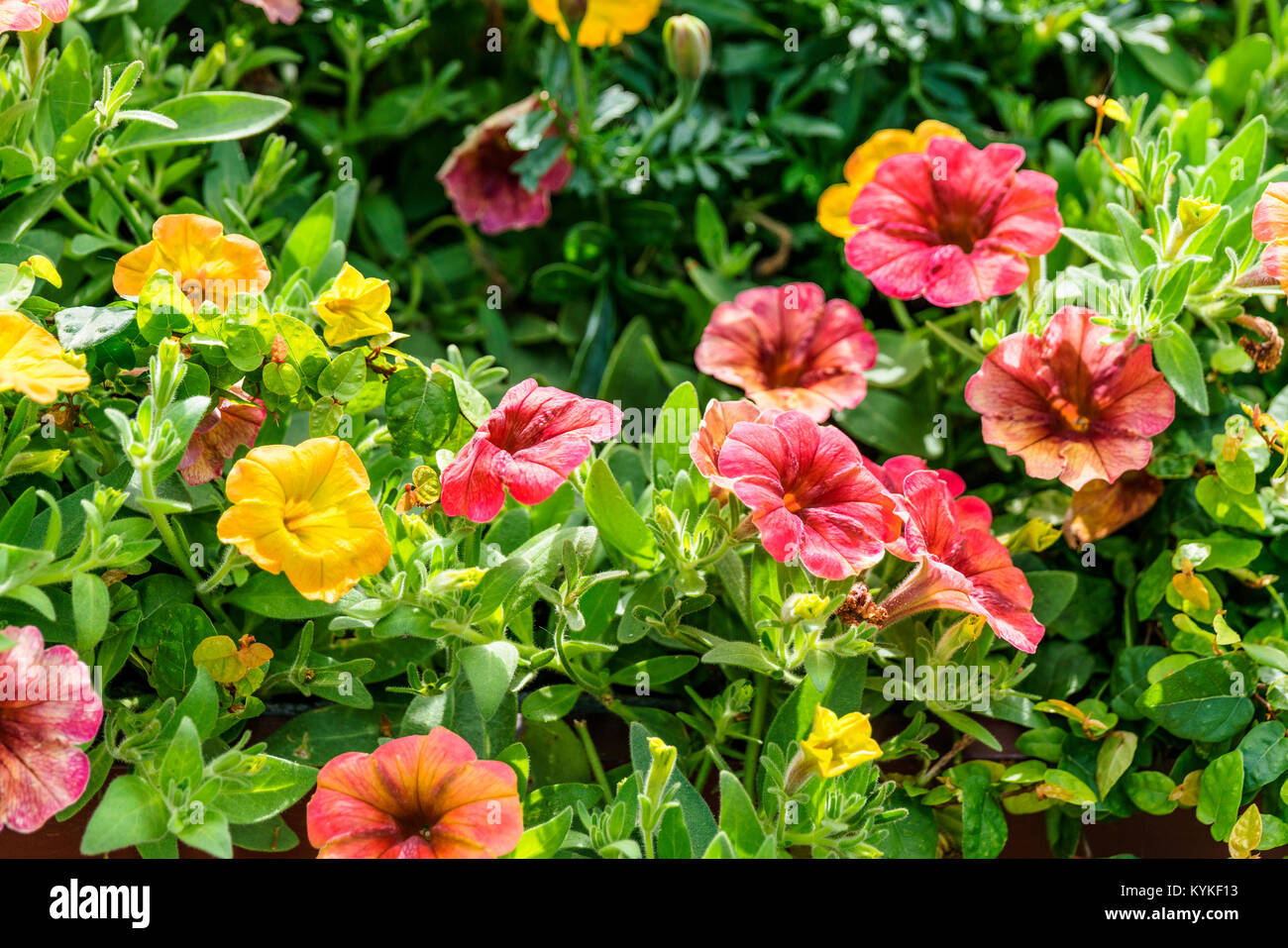 Beautiful flowers in a garden at summertime in yellow and red colors ...