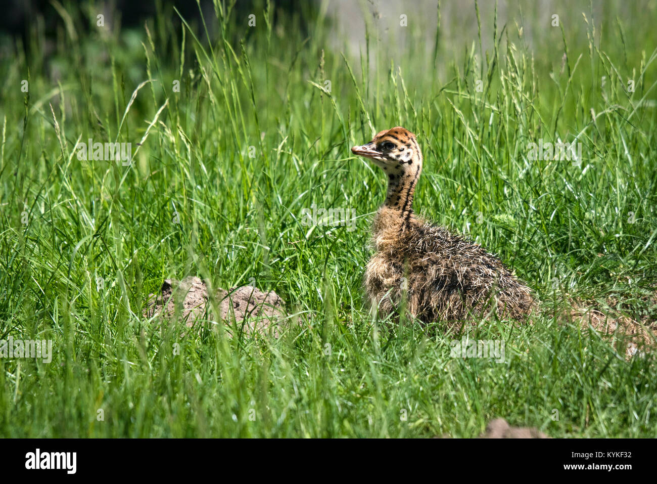 Young ostrich bird hiding in the grass waiting for the mother to return ...