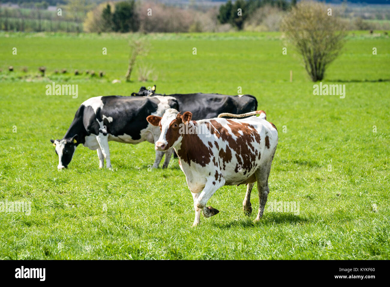 Black cow with white spots hi-res stock photography and images - Alamy