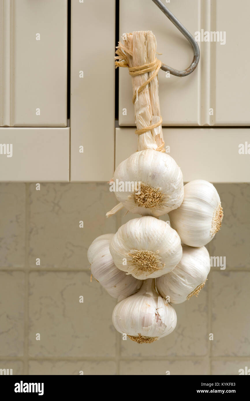 Garlic bulbs hanging in a kitchen Stock Photo - Alamy