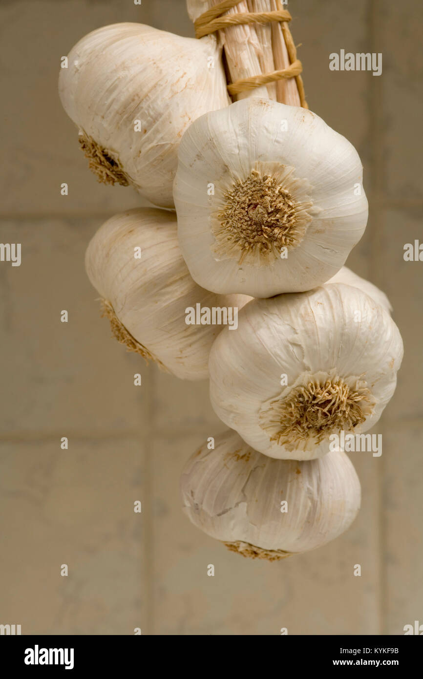 Garlic bulbs hanging in front of a tiled kitchen backdrop Stock Photo ...