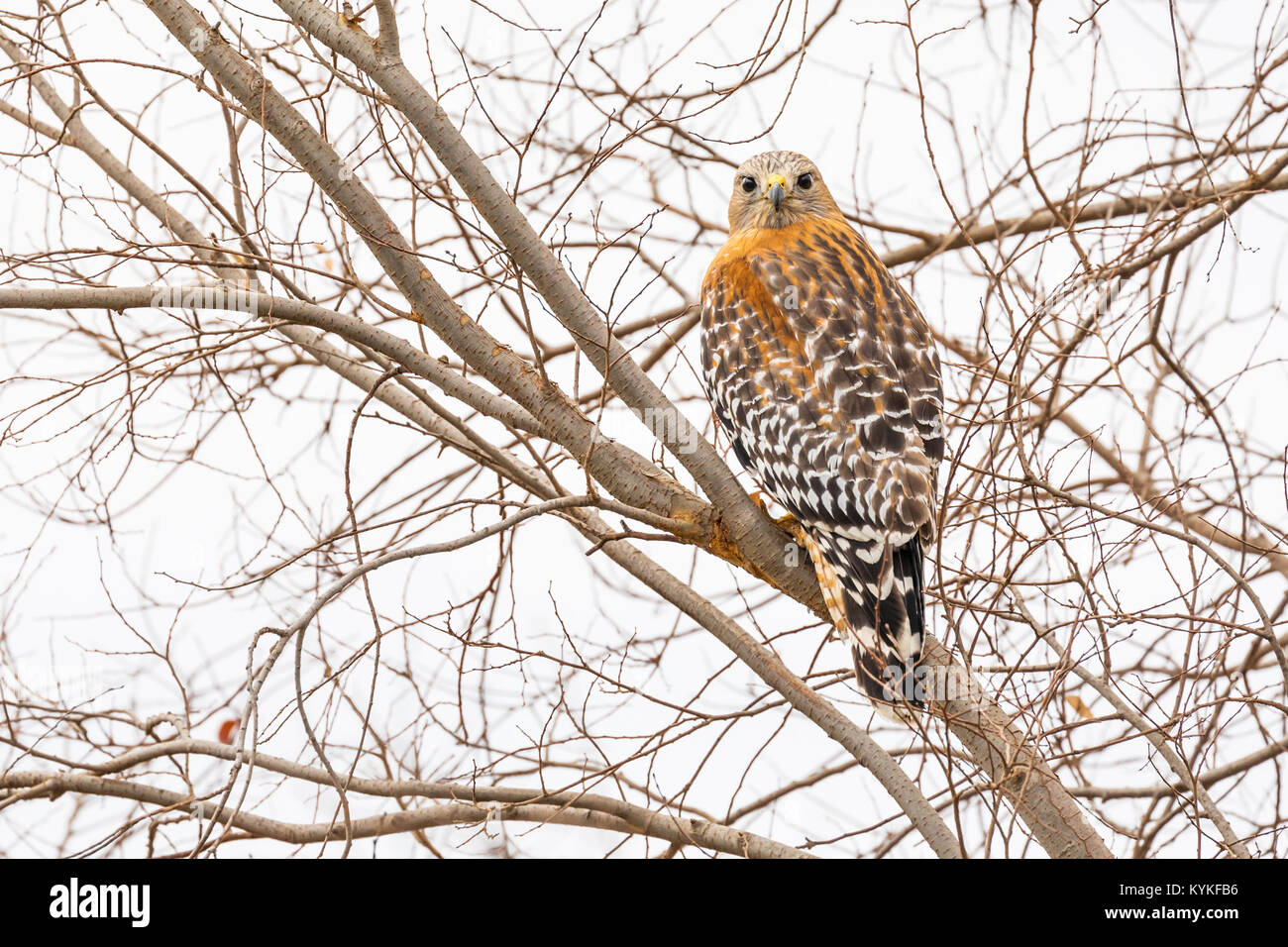 Redhawk hi-res stock photography and images - Alamy