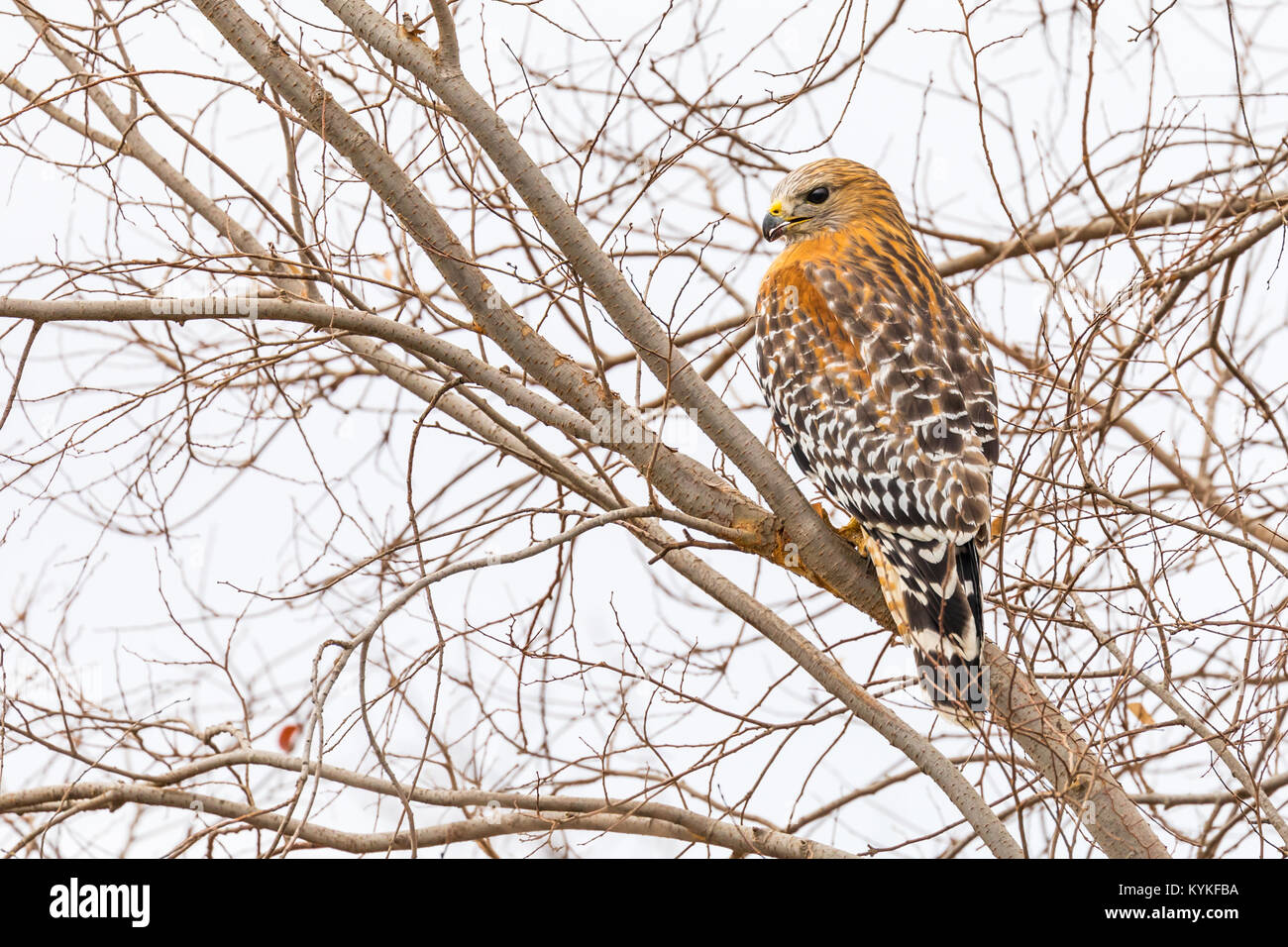 Redhawk hi-res stock photography and images - Alamy