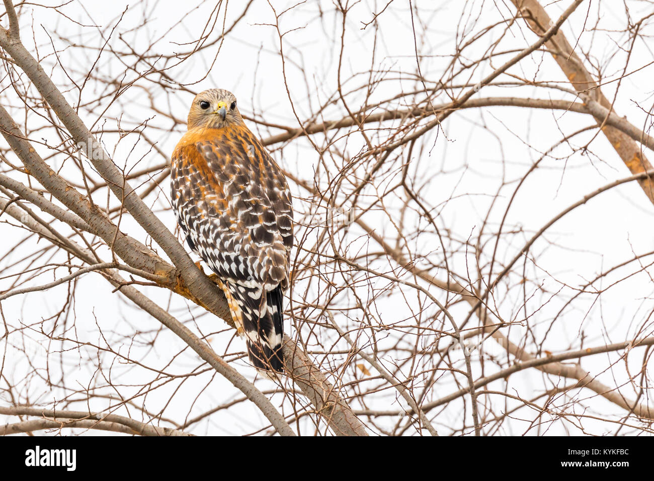 Redhawk hi-res stock photography and images - Alamy
