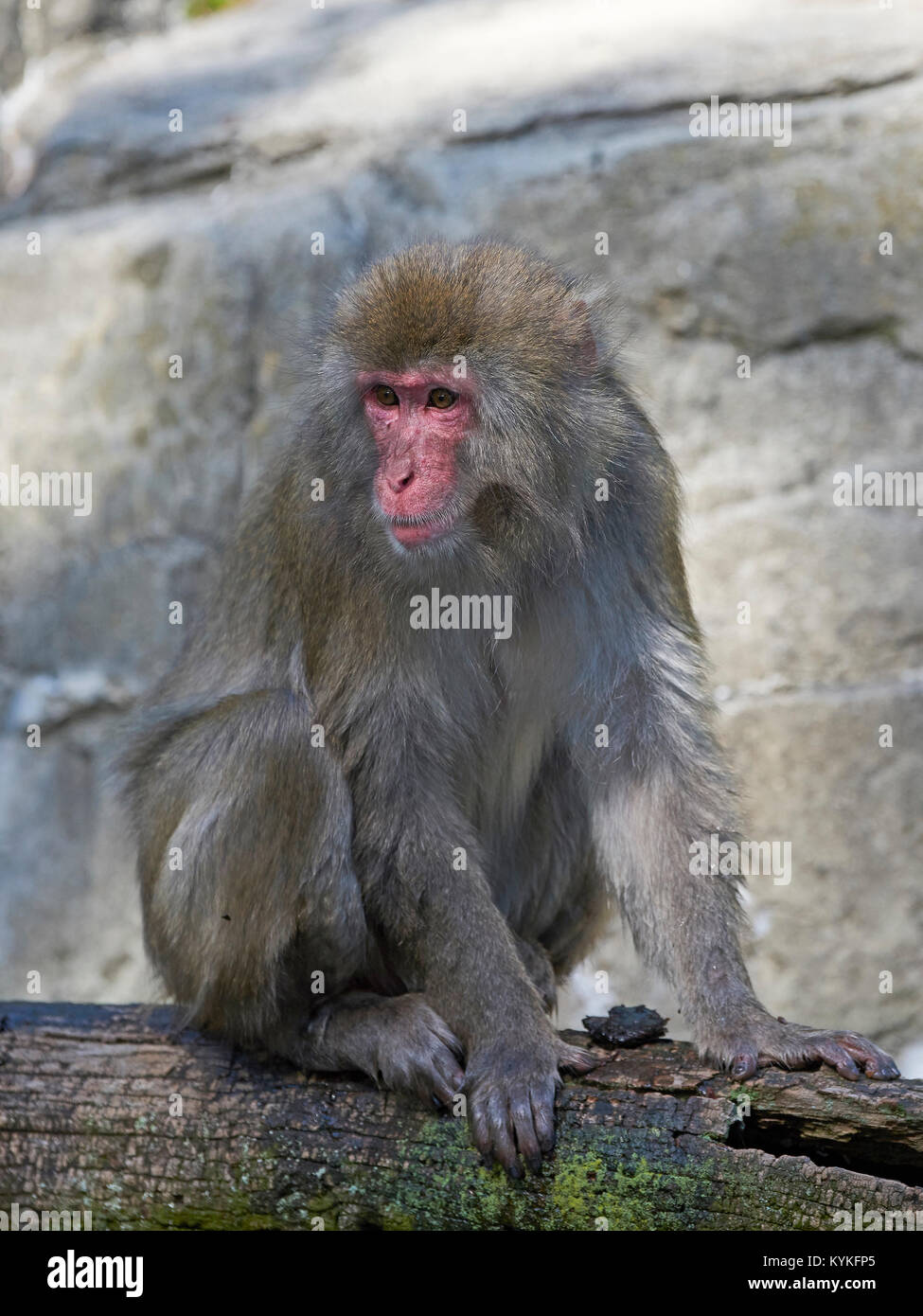 Japanese macaque resting on a tree trunk in its habitat Stock Photo - Alamy