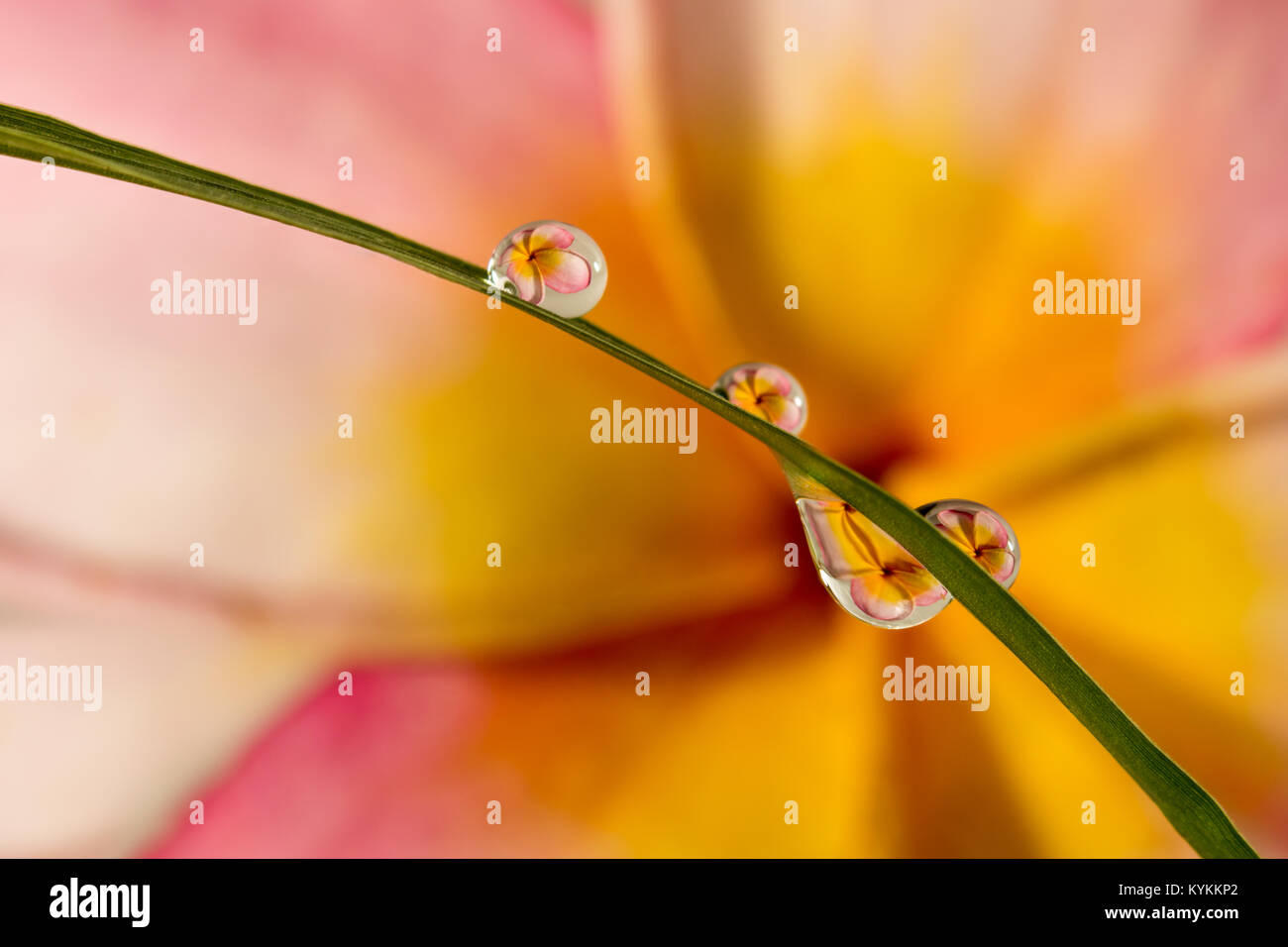 Raindrop refraction hi-res stock photography and images - Alamy