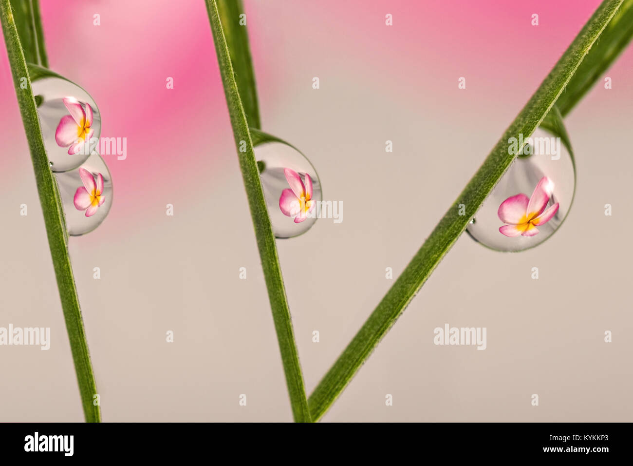 Raindrop refraction hi-res stock photography and images - Alamy