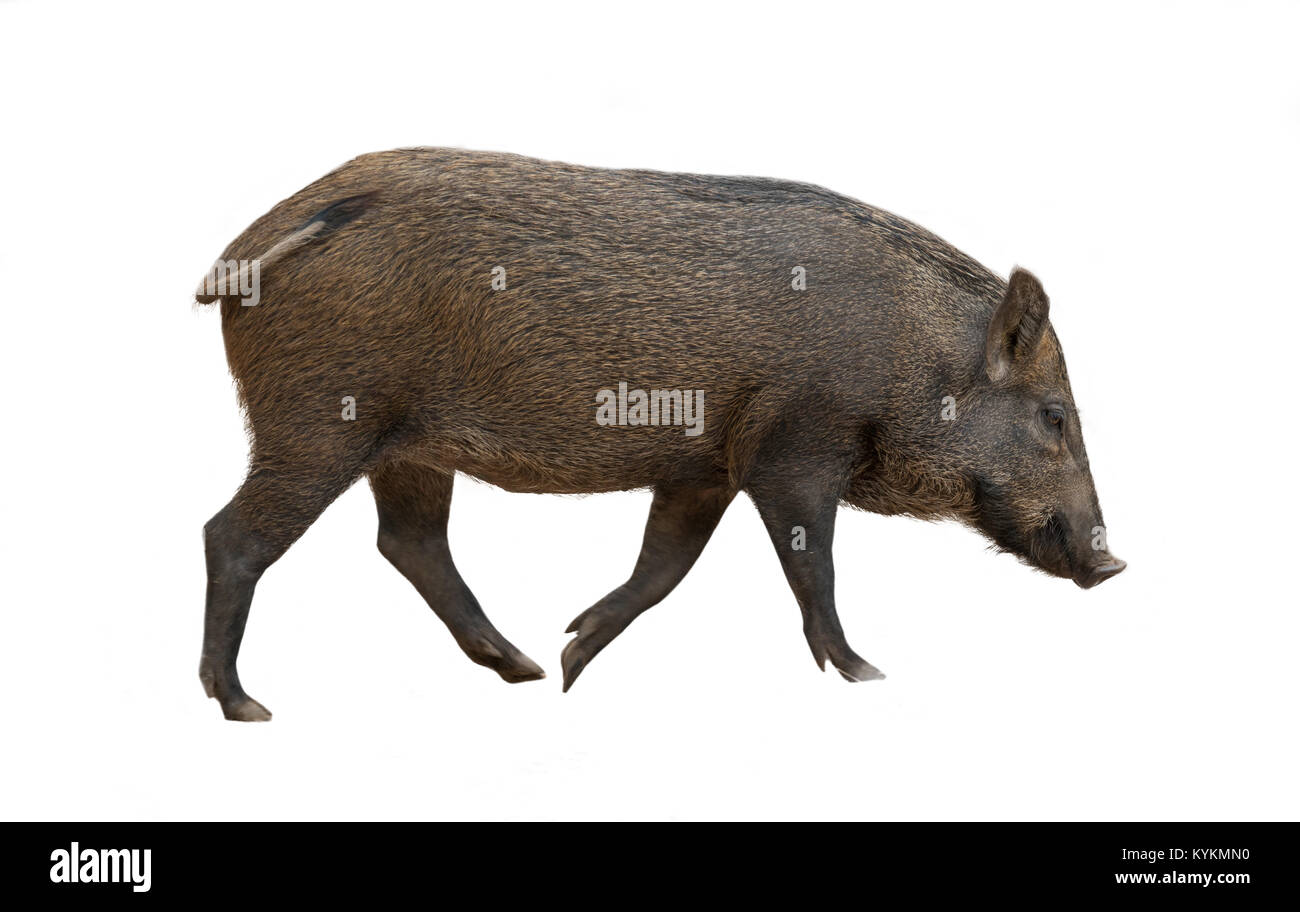 asian wild boar isolated on white background Stock Photo - Alamy