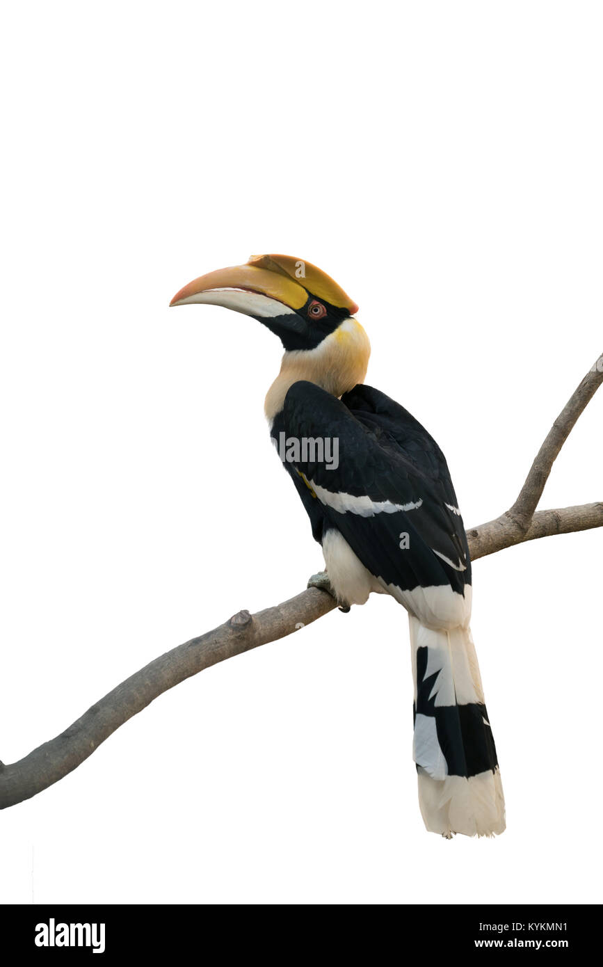 Great hornbill (Buceros bicornis) isolated on white background Stock ...