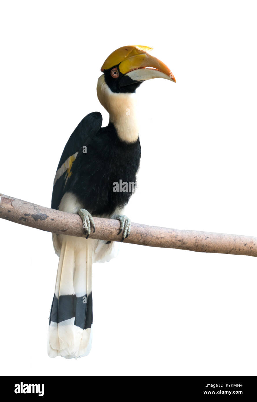 Great hornbill (Buceros bicornis) isolated on white background Stock ...
