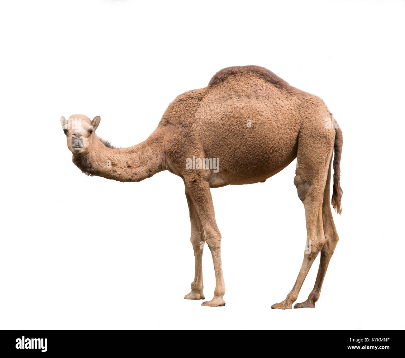 dromedary or arabian camel isolated on white background Stock Photo - Alamy