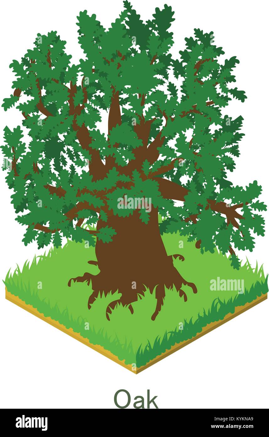 Oak icon, isometric style Stock Vector Image & Art - Alamy