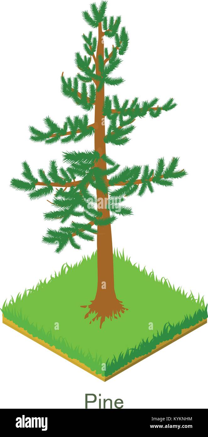 Pine icon, isometric style Stock Vector Image & Art - Alamy