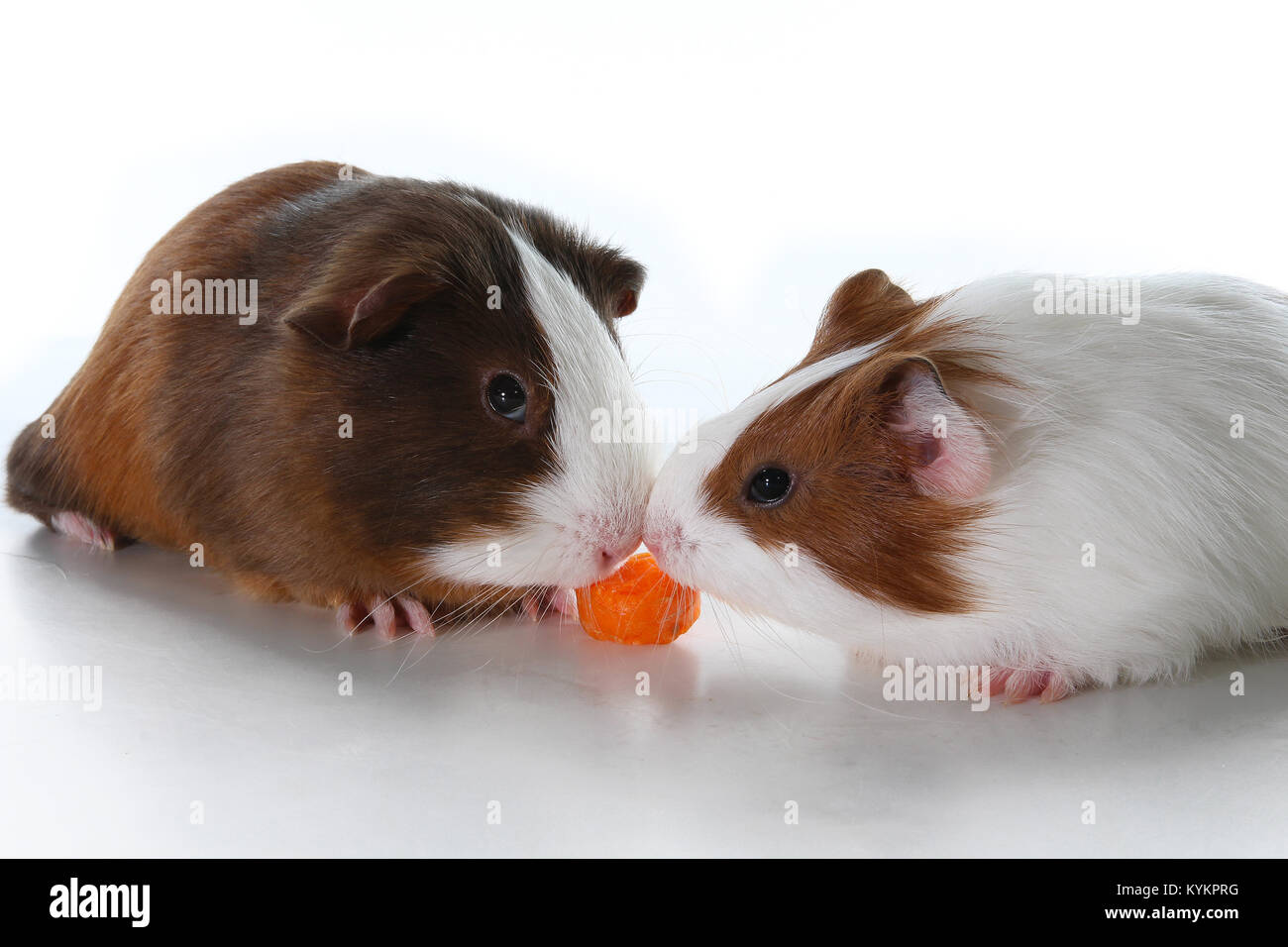 Dutch guinea pig on studio white background. Isolated white pet photo ...