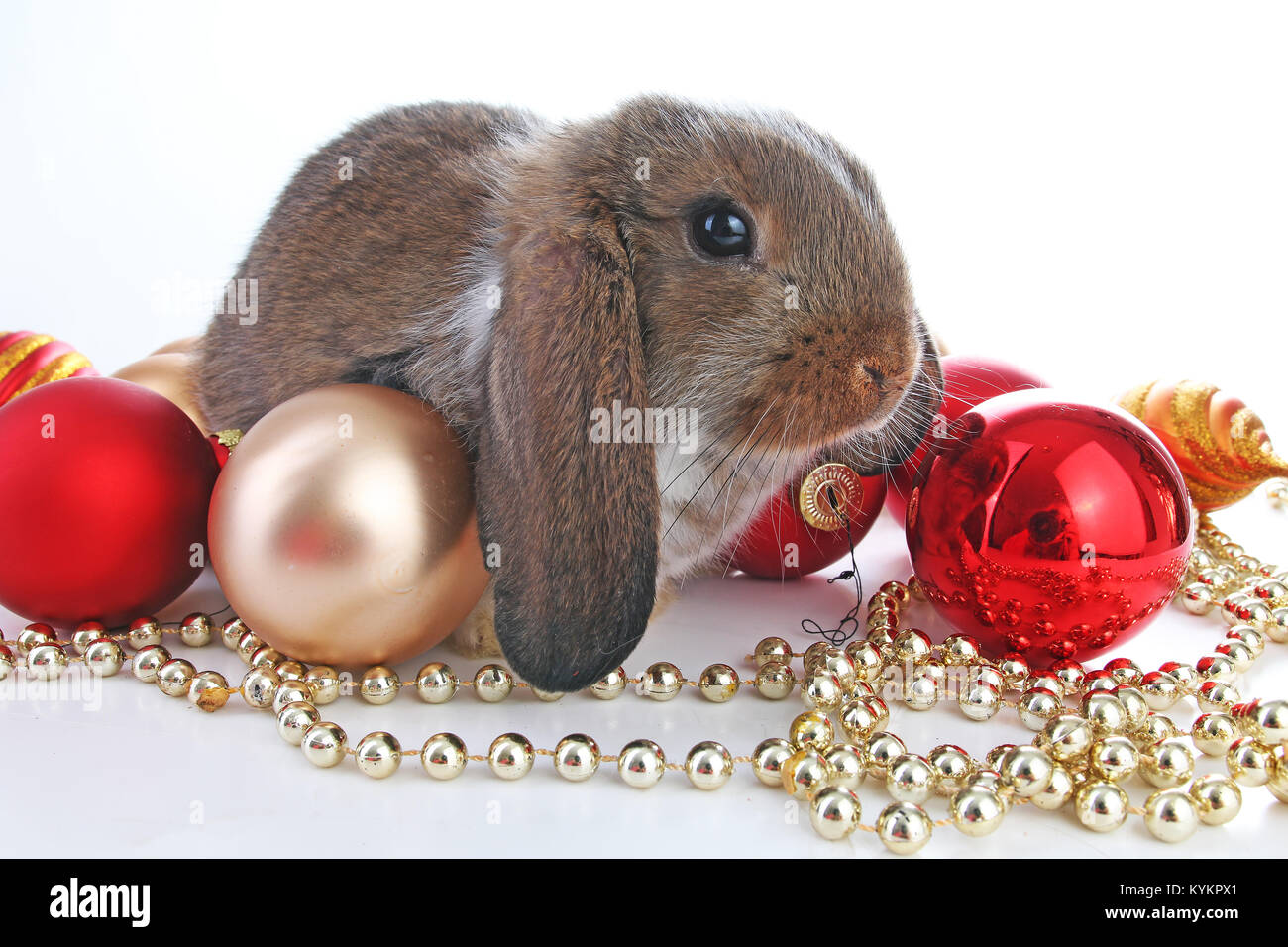 Cute Christmas Bunny