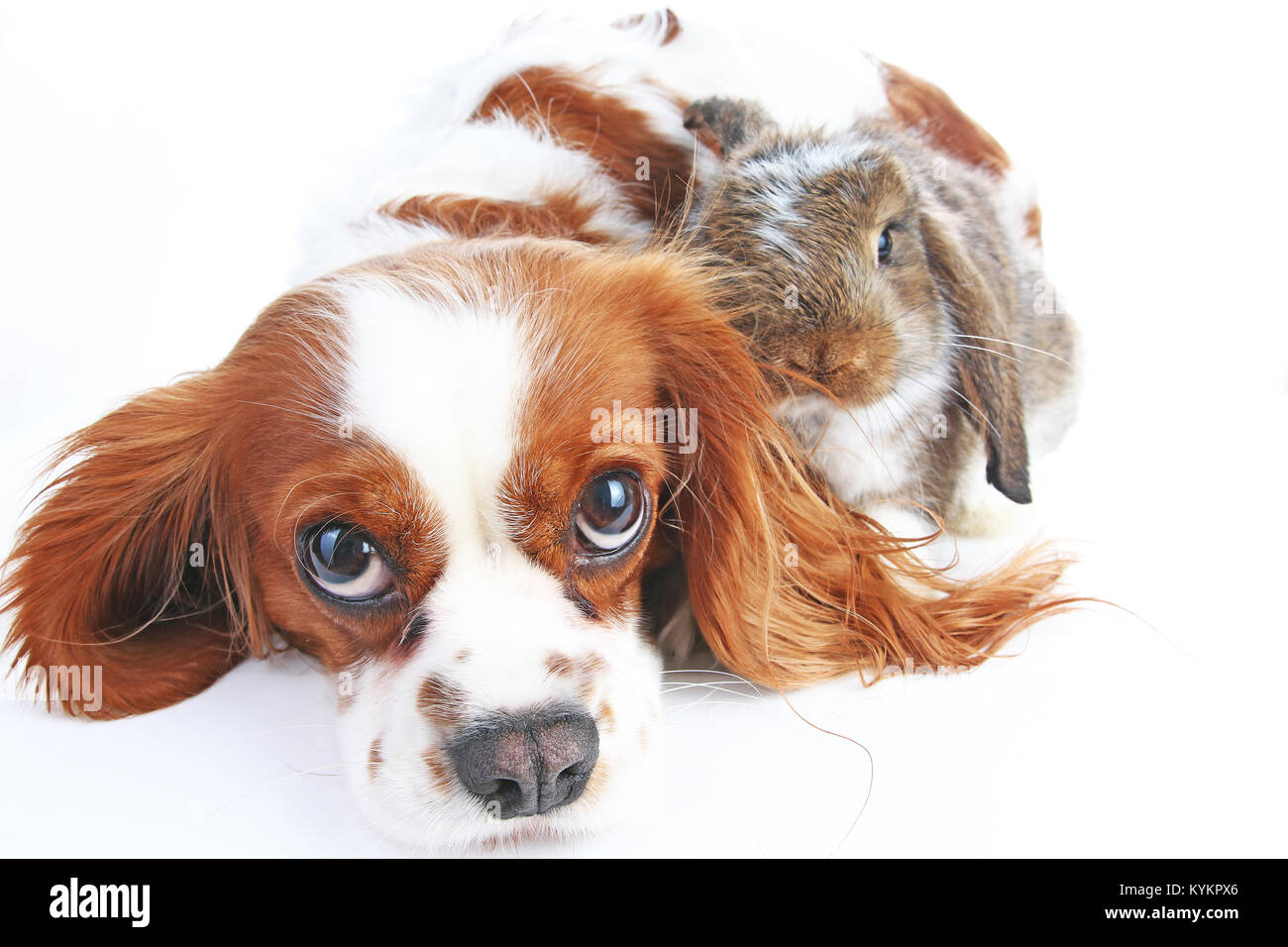 Animal friends. True pet friends. Dog rabbit bunny lop animals together ...