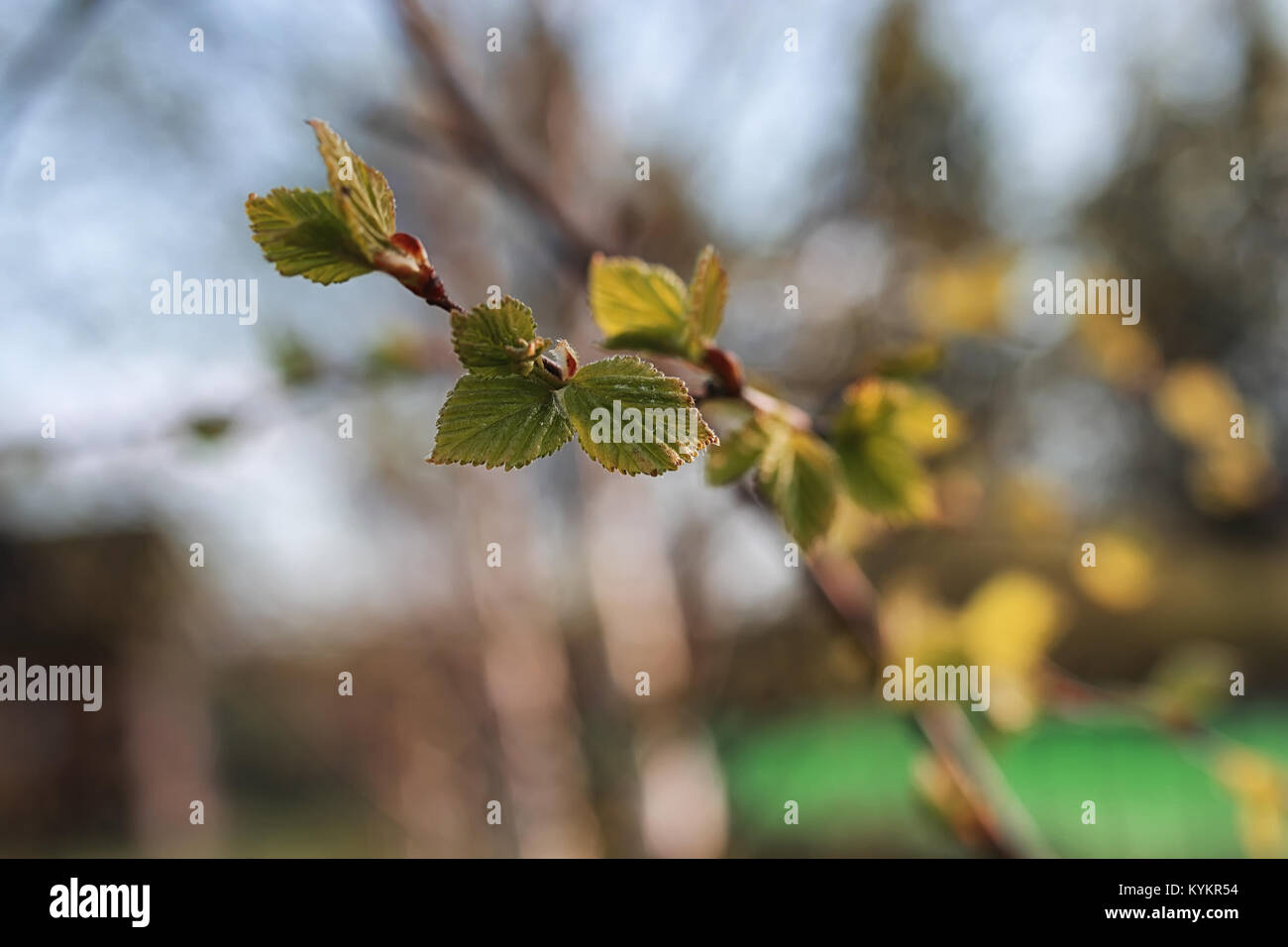 spring fresh leaves on a tree sunset Stock Photo - Alamy
