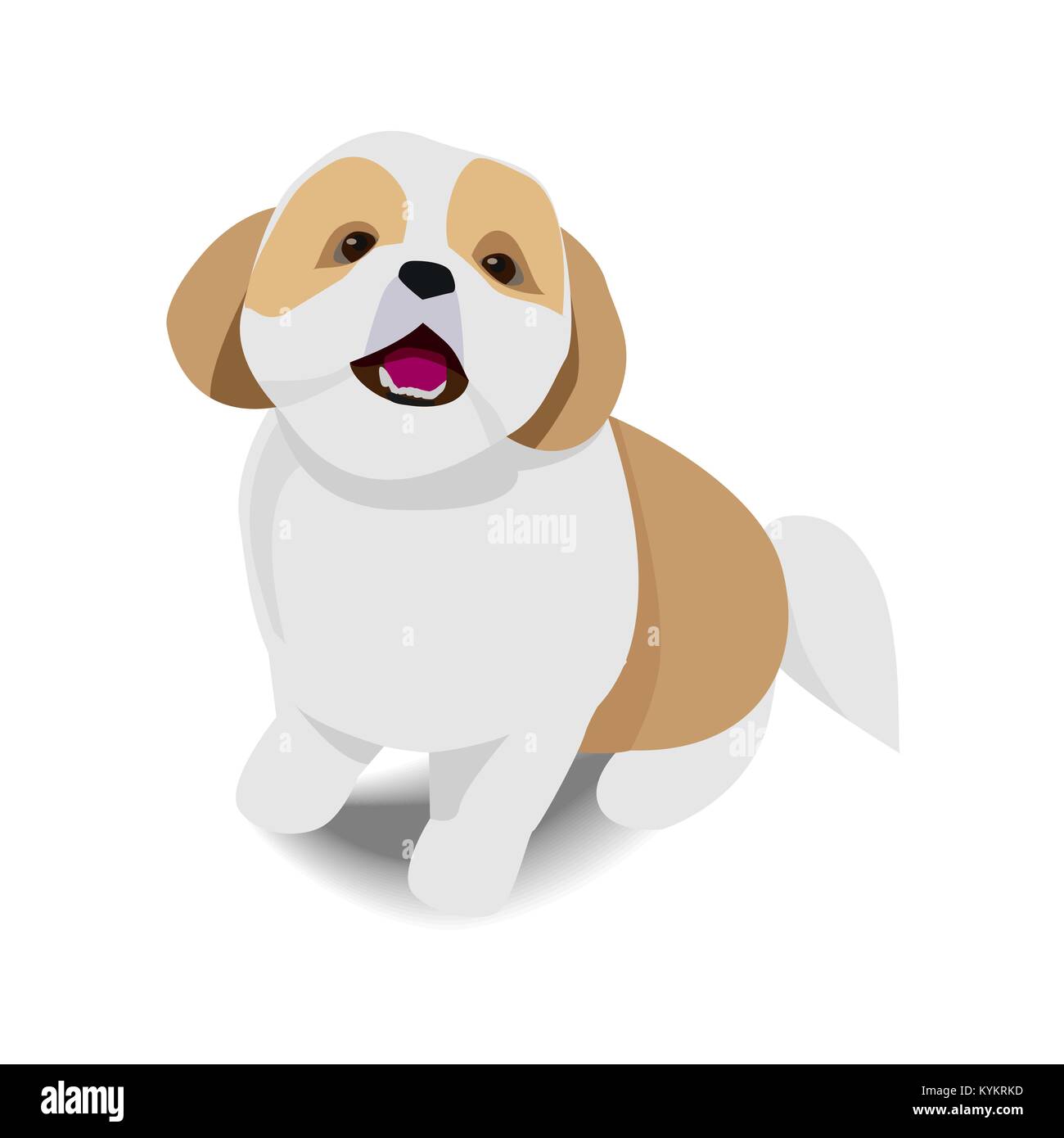 Adorable sitting brown and white dog with shadow on white background ...