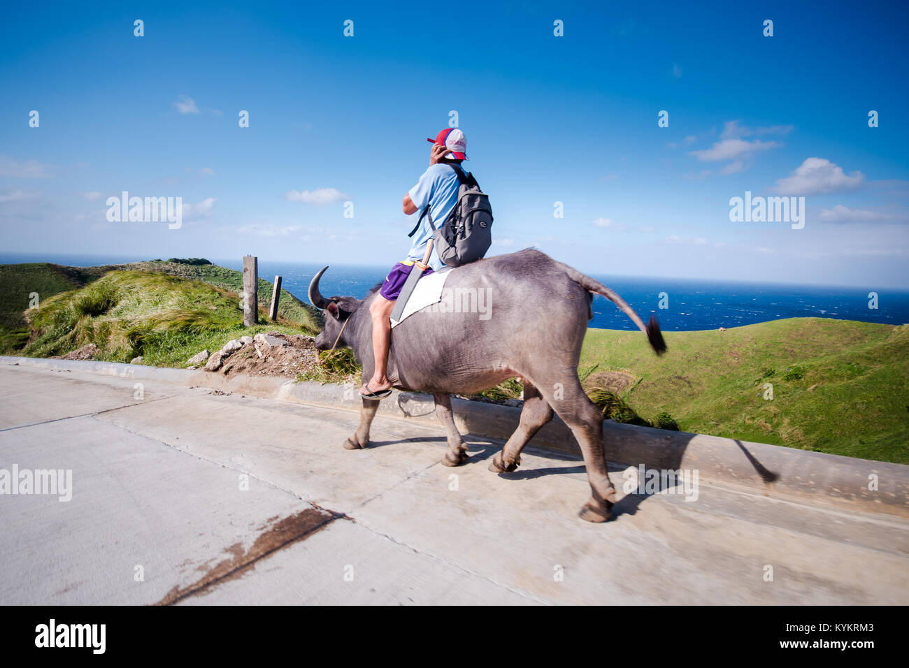 Farmer riding his Carabao at the hills of Batanes, Philippines Stock ...