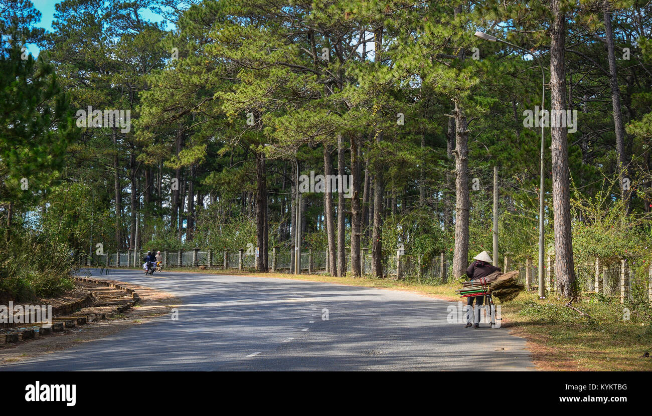 Mountain road with pine trees in Dalat, Vietnam Stock Photo - Alamy