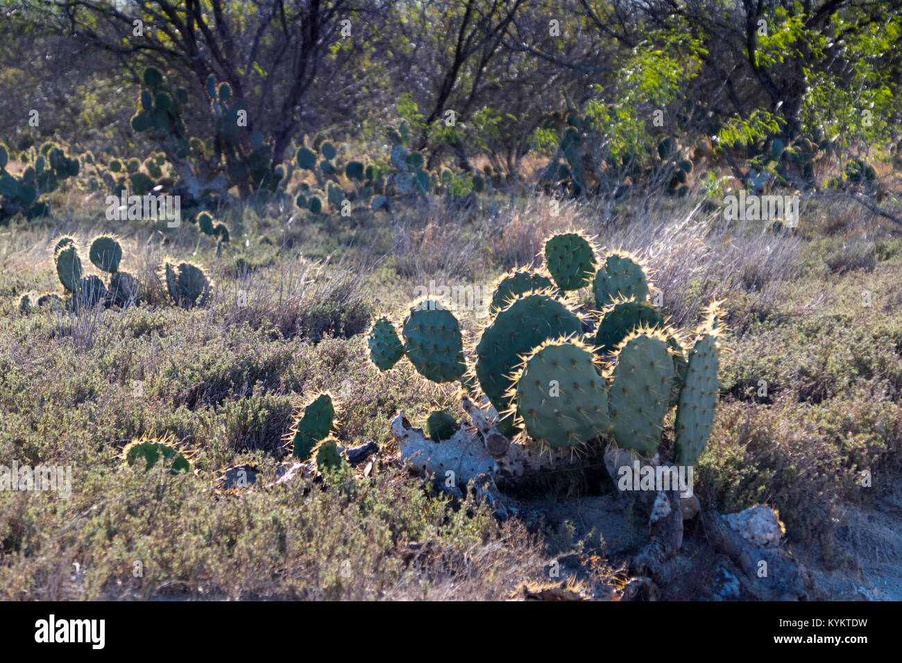 Salt deposits, thornscrub and cactus surrounding La Sal del Rey in ...