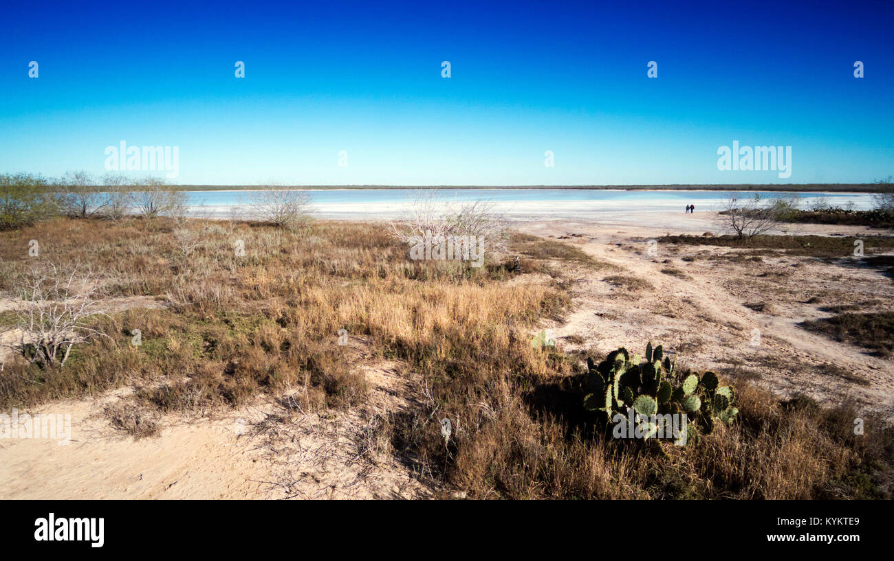 Salt deposits, thornscrub and cactus surrounding La Sal del Rey in ...