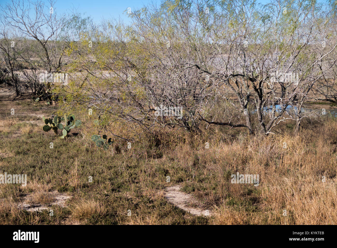 Salt deposits, thornscrub and cactus surrounding La Sal del Rey in ...
