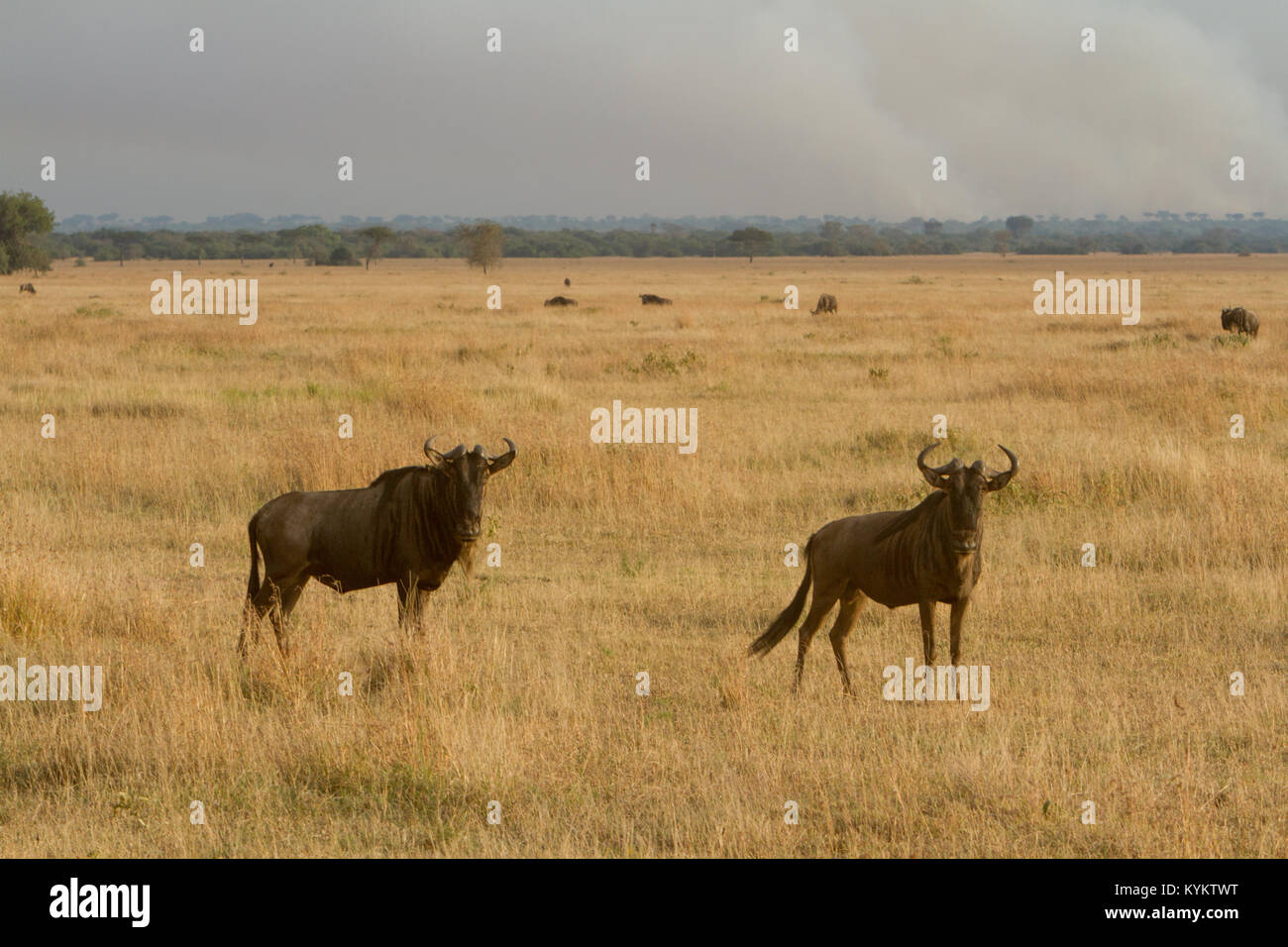 Wildebeest on the plains of the Serengeti National Park in Tanzania ...