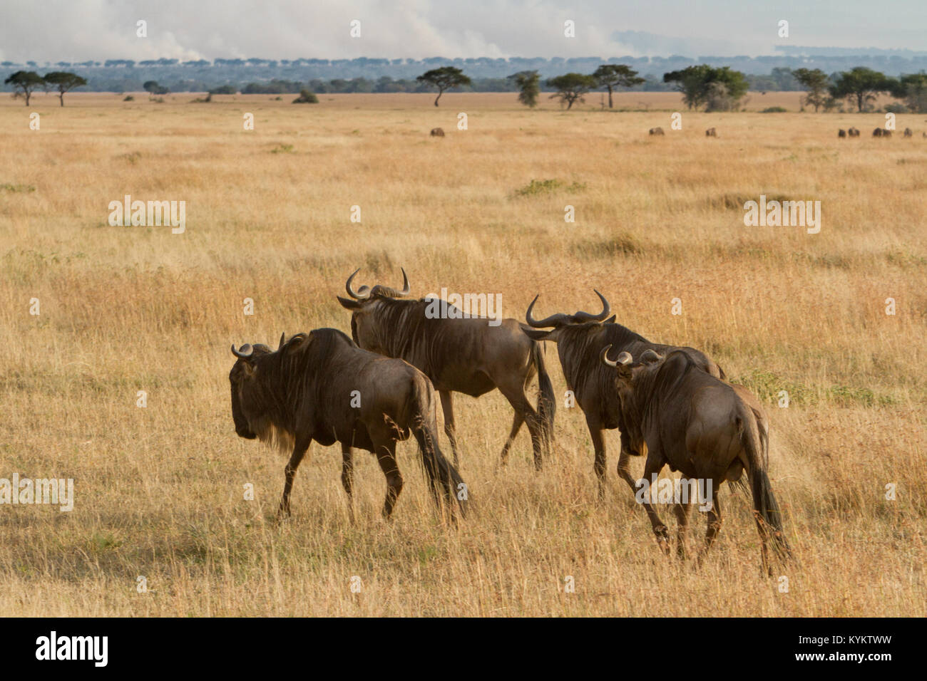 Wildebeest on the plains of the Serengeti National Park in Tanzania ...