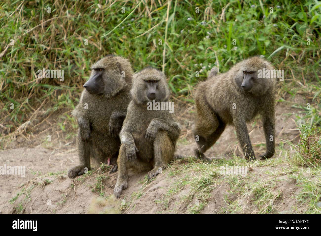 Trio of male baboons hi-res stock photography and images - Alamy