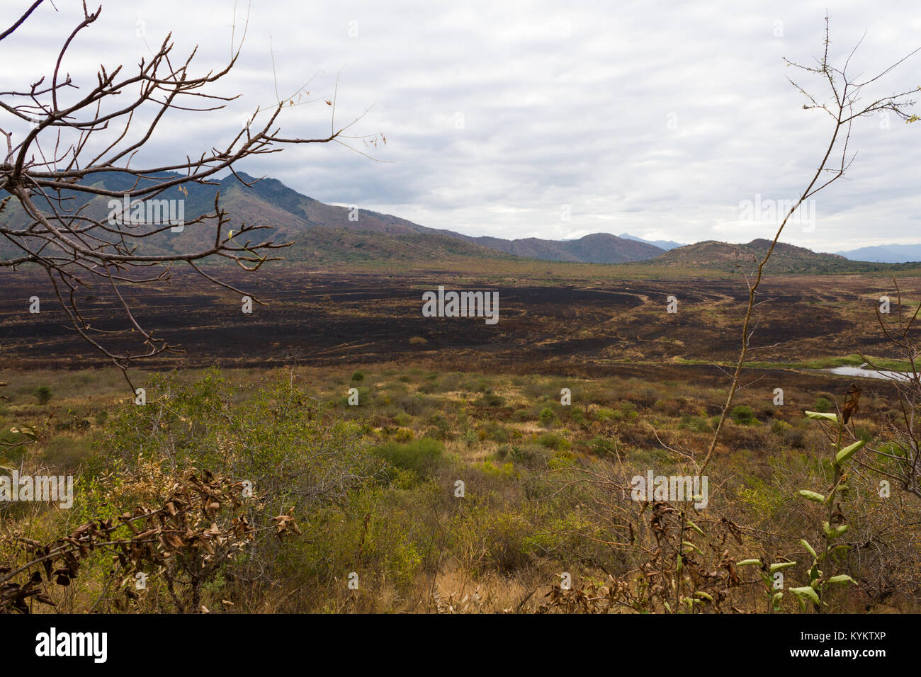 A burnt patch of plains in Serengeti National Park, Tanzania Stock ...