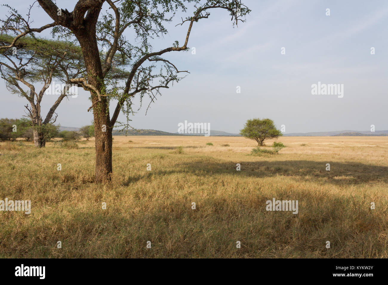 A few trees in Serengeti National Park Stock Photo - Alamy