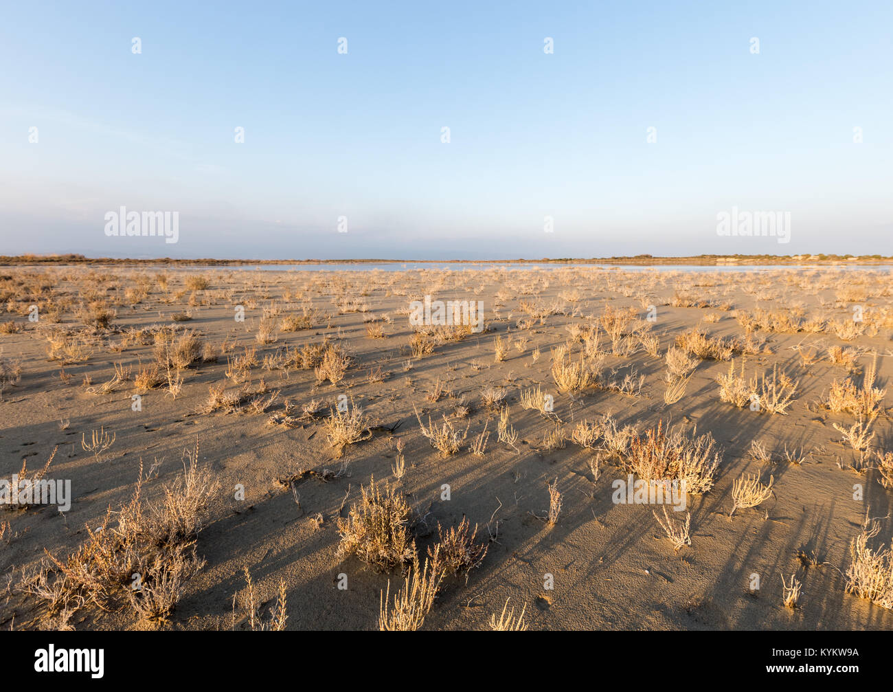 Dry old bushes and plant on beach with sea on the background with blue ...