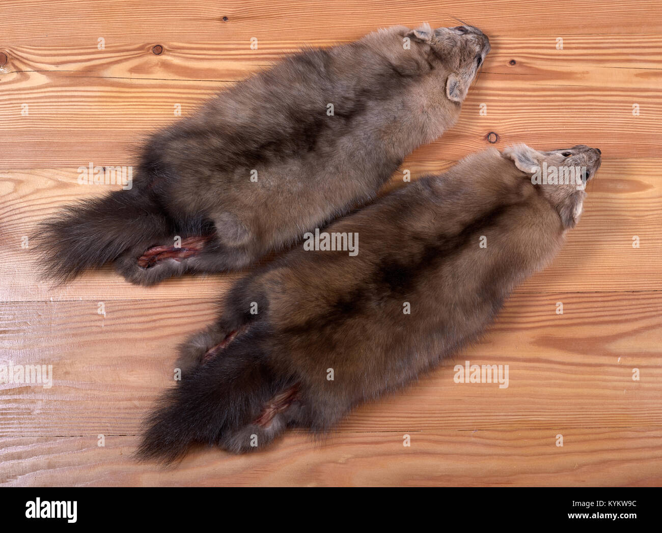 Two skins of Russian sable lie on wooden background. Crude raw material ...